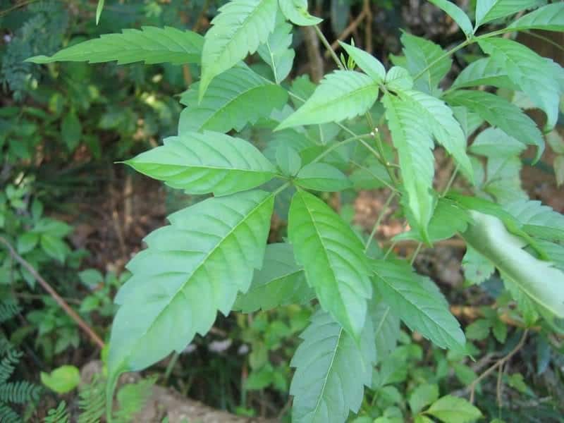 Mẫu Kinh có tác dụng gì - Tam Thất Việt